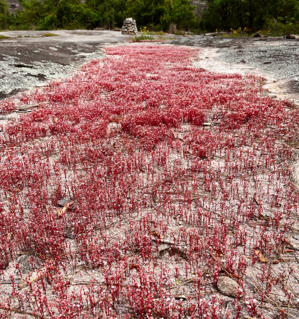 Currahee Mountain - Y'all Waterfall